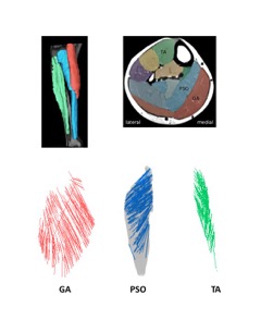 Profile of the month: Ruoli Wang, Assistant Professor in Biomechanics | SCI internal pages